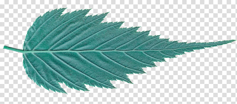 Leaf _ice transparent background PNG clipart | HiClipart