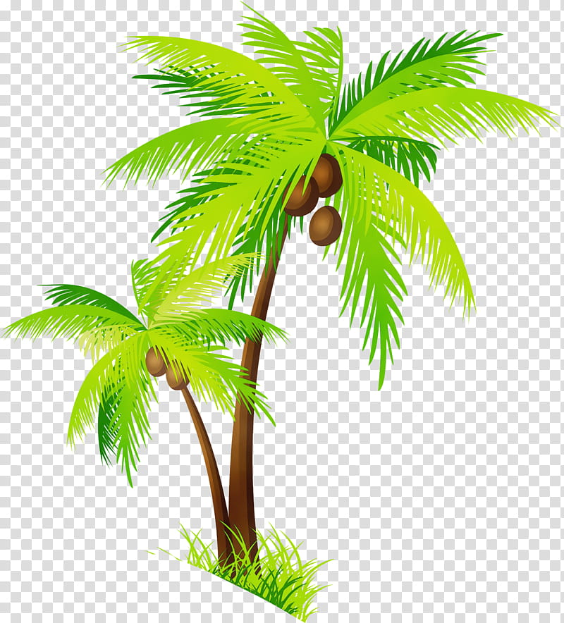 How To Draw A Palm Tree With Coconuts