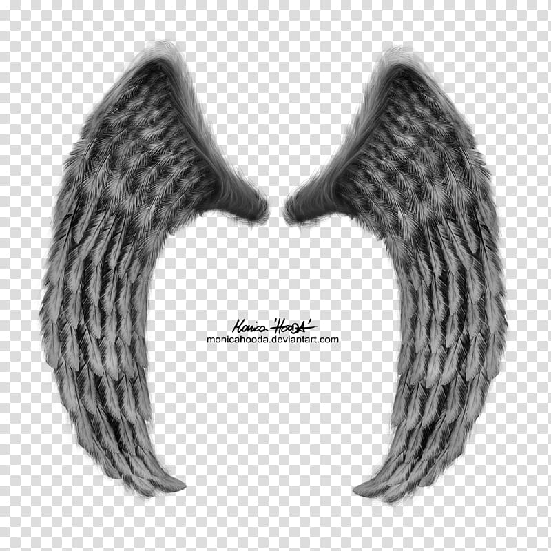 Wings transparent background PNG clipart | HiClipart