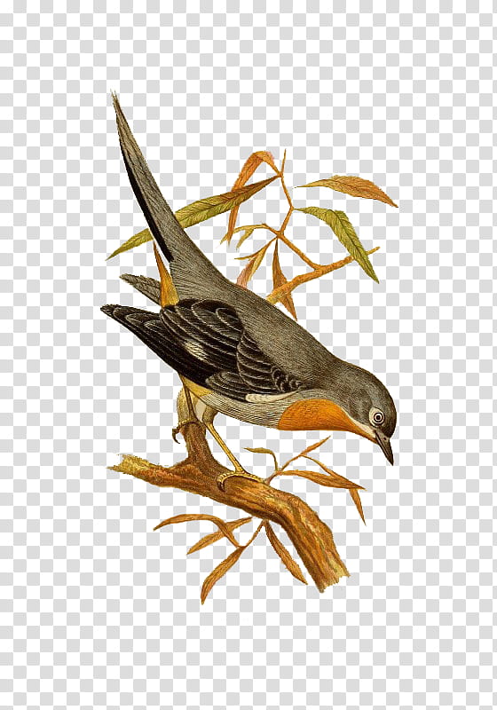 Bird perched on branch transparent background PNG clipart | HiClipart