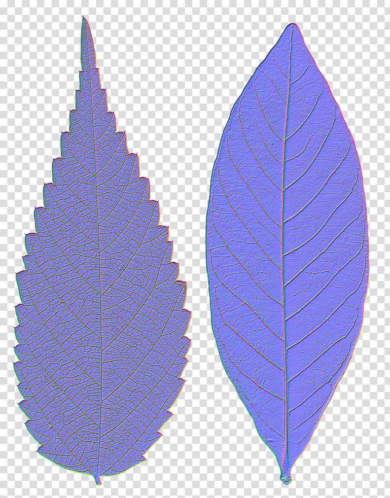 Leaf _Norm transparent background PNG clipart | HiClipart