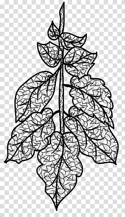 Leaf illustration transparent background PNG clipart | HiClipart