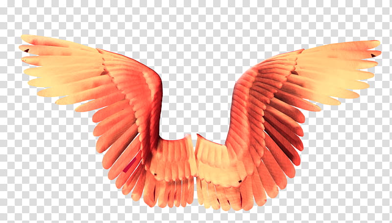 Wings transparent background PNG clipart | HiClipart