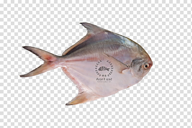 Fish fish transparent background PNG clipart | HiClipart