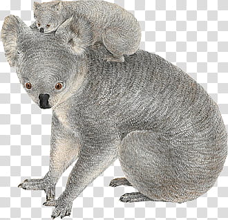 Free download | Gray animal transparent background PNG clipart | HiClipart