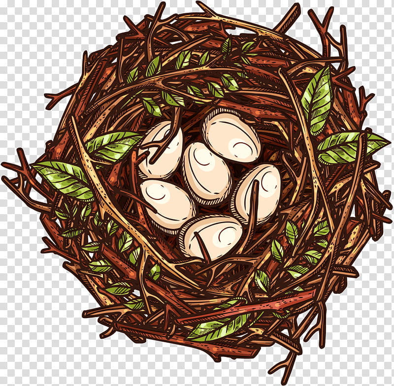 Bird Bird Nest Drawing Egg Plant Transparent Background PNG Clipart 
