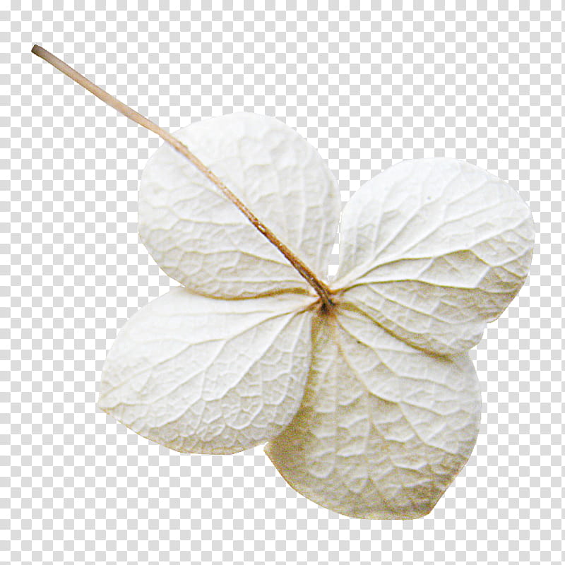Gray leaf transparent background PNG clipart | HiClipart